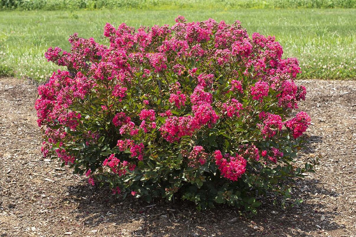 Roses - Shady Lane Greenhouse